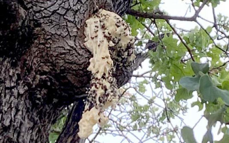 Locals detail bee attacks | Dublin Citizen